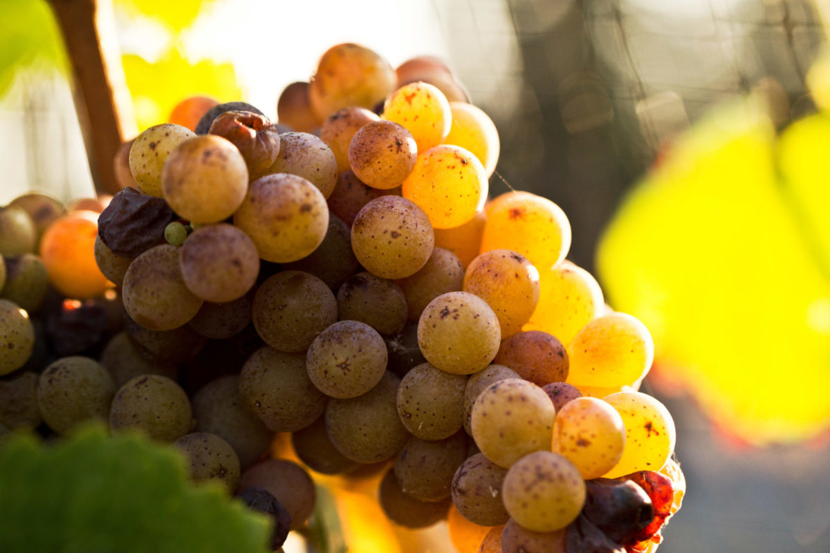 Mastering the Craft of Grape Picking for Sweet Late Harvest Wines - St ...